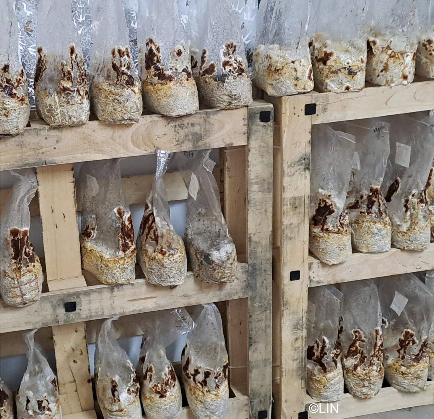 The Alchemy of Mushroom Cultivation - Life in Namibia